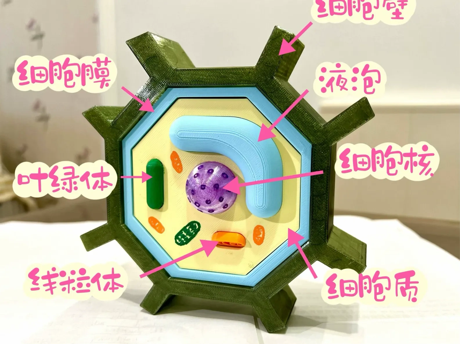 Plant Cell Anatomy Model (No AMS required, Assembled) by Jason - MakerWorld