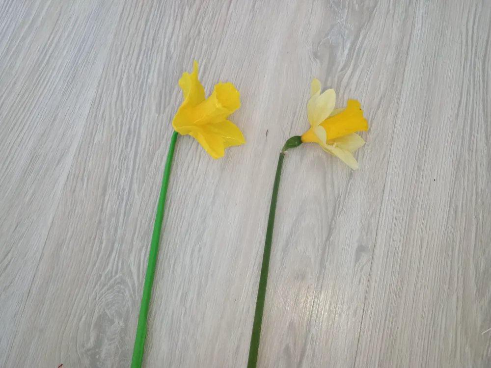 Yellow Daffodil by santee88 MakerWorld: Download Free 3D Models