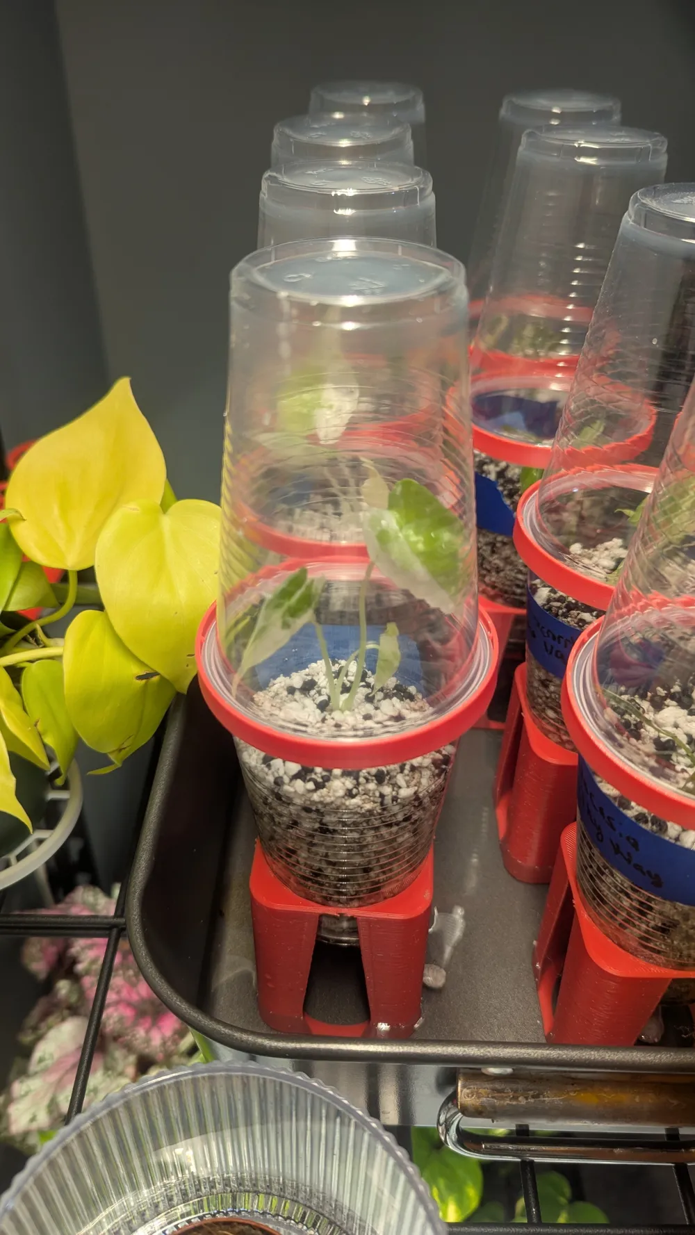 9oz Cup Humidity Dome - Tissue Culture Acclimation - Free 3D Print ...