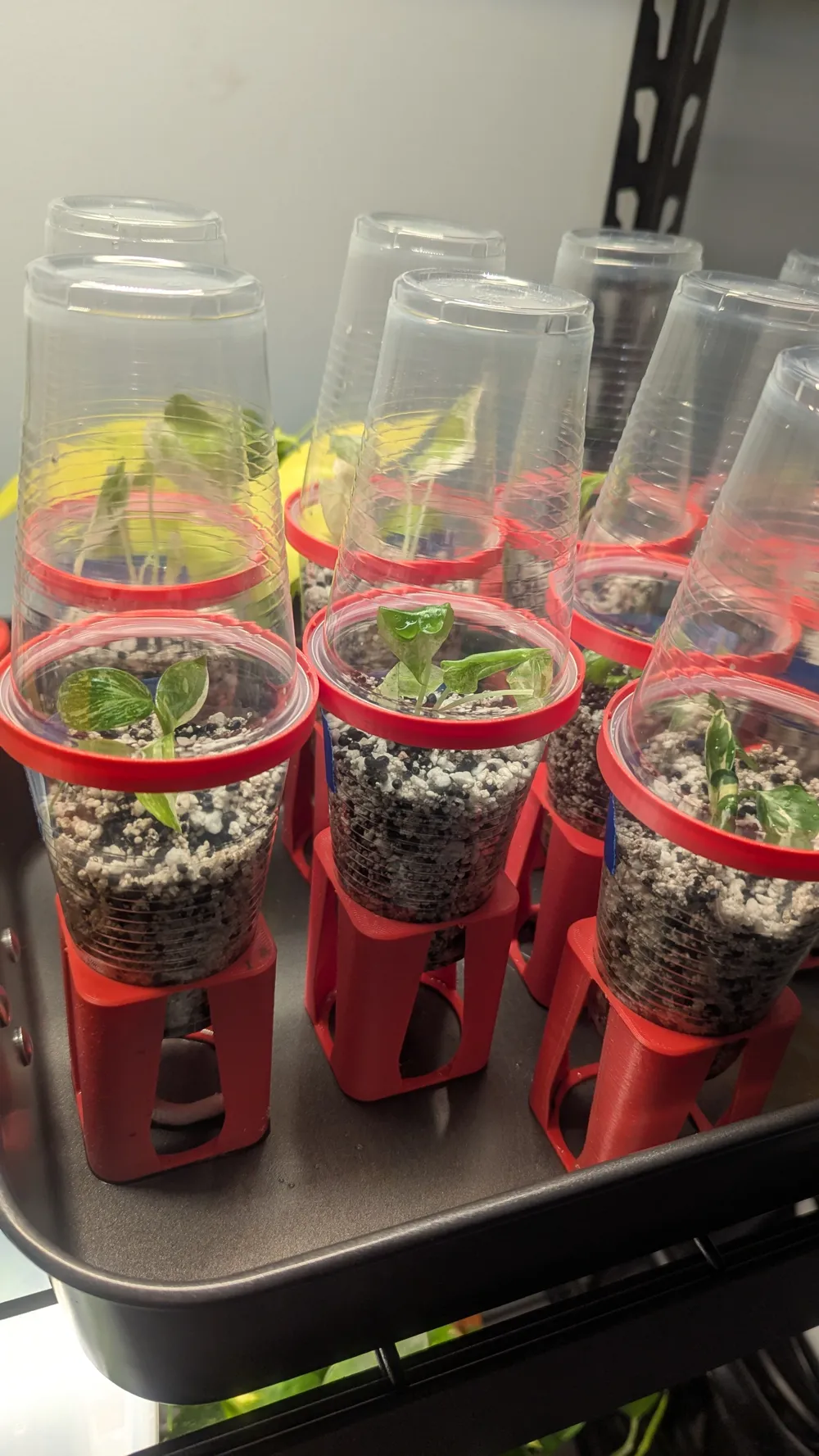 9oz Cup Humidity Dome - Tissue Culture Acclimation - Free 3D Print ...
