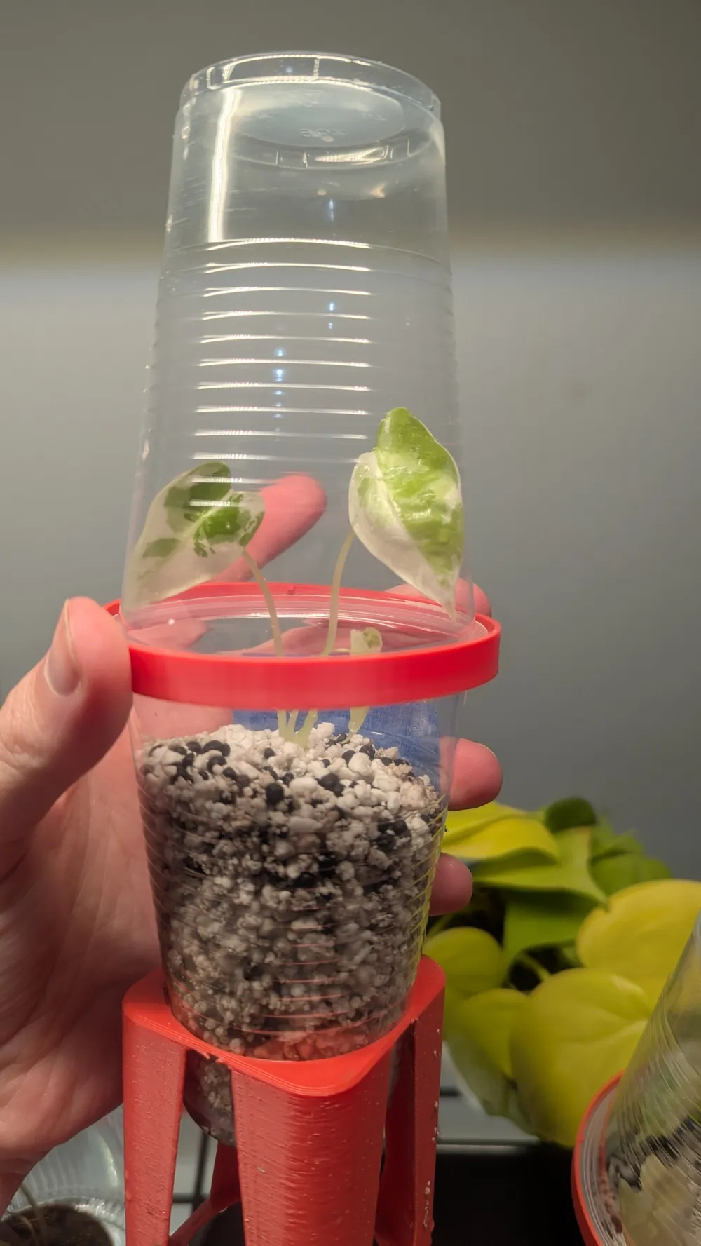 9oz Cup Humidity Dome - Tissue Culture Acclimation - Free 3D Print ...