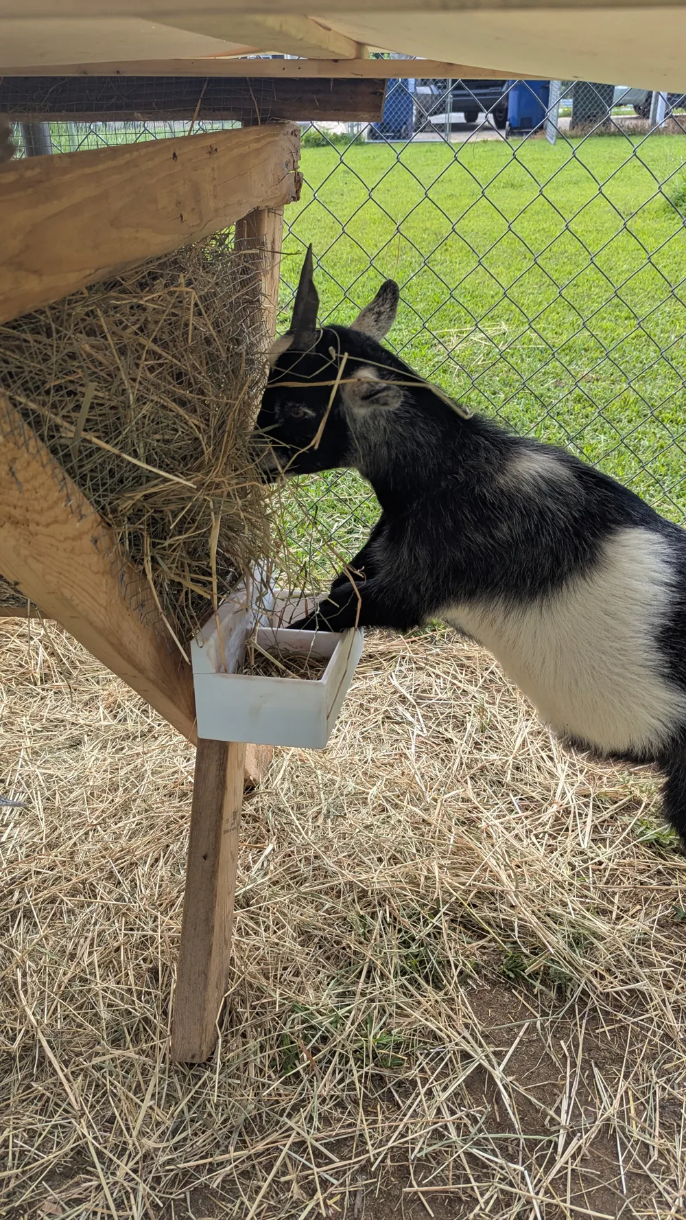 Small Animal Feed Bowl - Built Goat-Tough! by npeshman MakerWorld ...