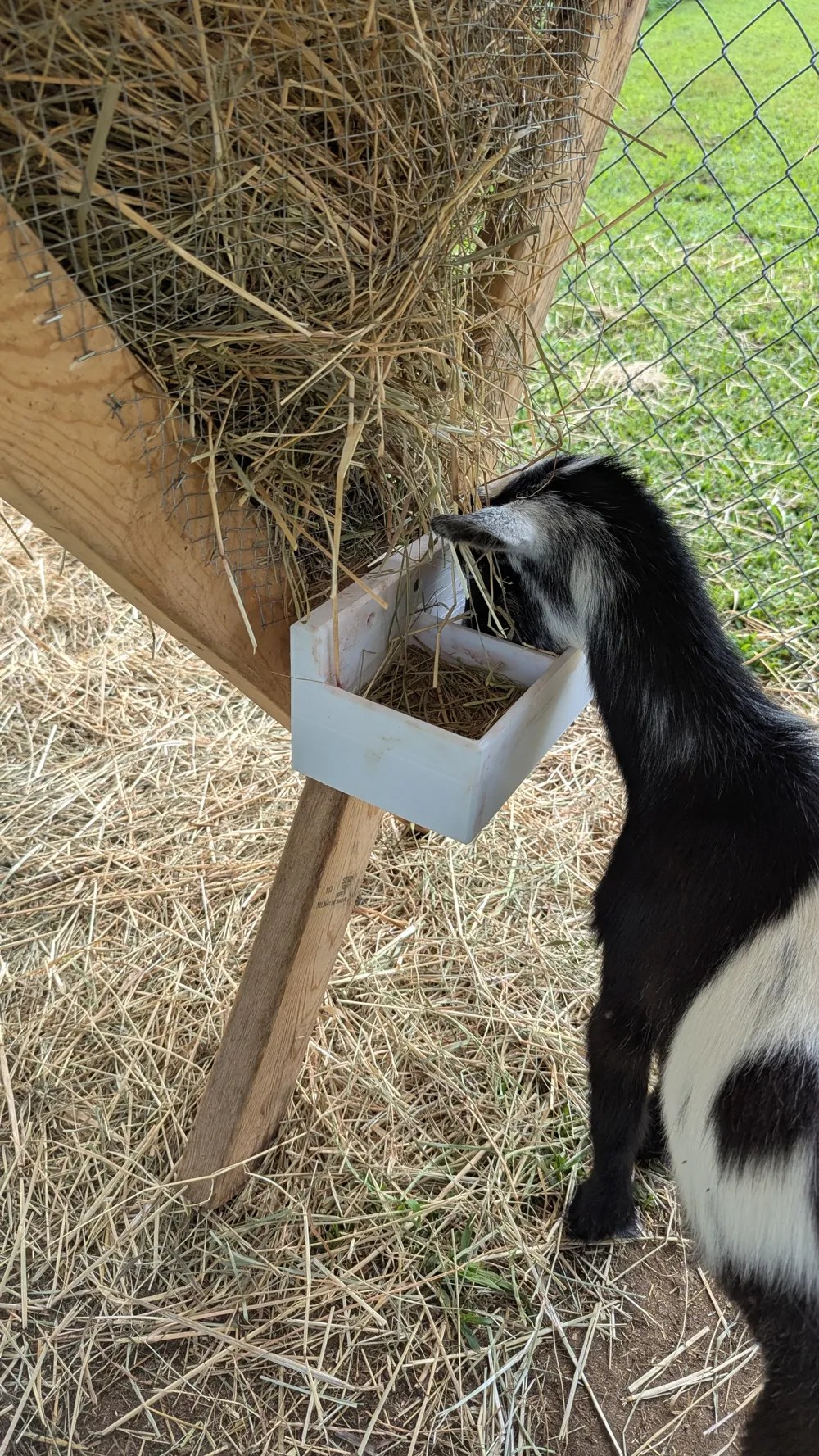 Small Animal Feed Bowl - Built Goat-Tough! by npeshman MakerWorld ...