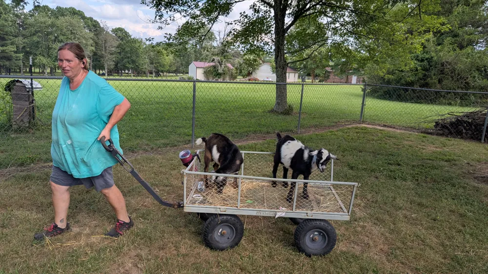 Small Animal Feed Bowl - Built Goat-Tough! by npeshman MakerWorld ...