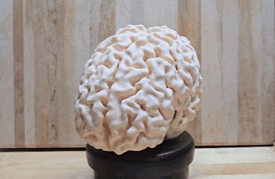 Full Scale Human Brain from MRI (My own brain) by Papadansmaman ...