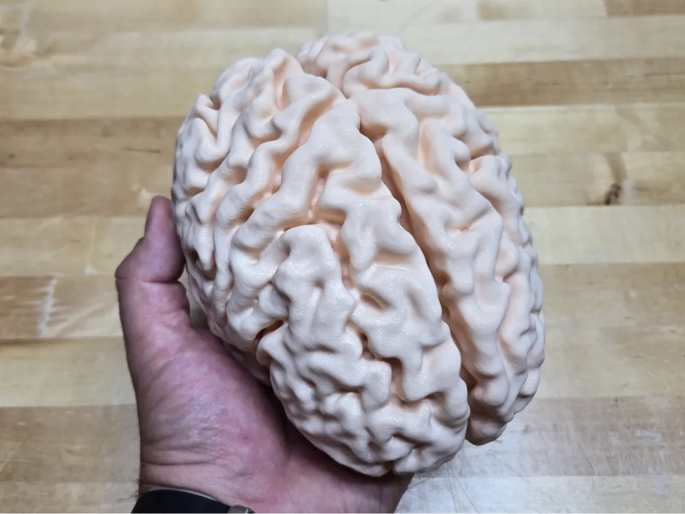 Full Scale Human Brain from MRI (My own brain) by Papadansmaman ...