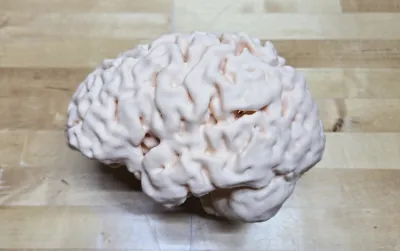 Full Scale Human Brain from MRI (My own brain) by Papadansmaman ...