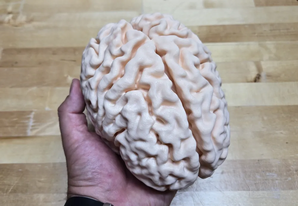 Full Scale Human Brain from MRI (My own brain) by Papadansmaman ...