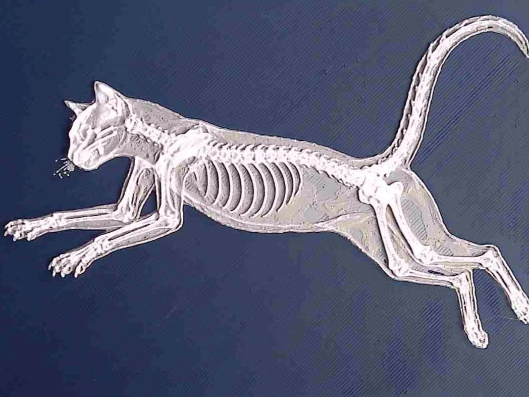 X-ray Jumping Cat - Free 3D Print Model - MakerWorld