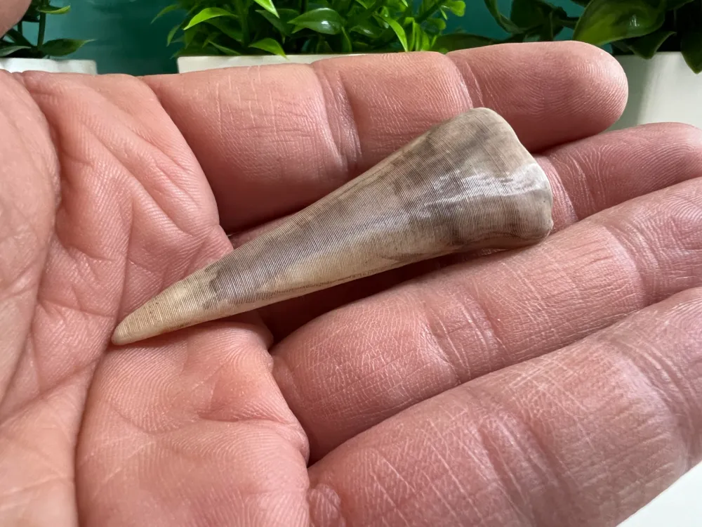 Sabre-Toothed Fish Tooth, a Prehistoric Predator by 3D-Print-World ...