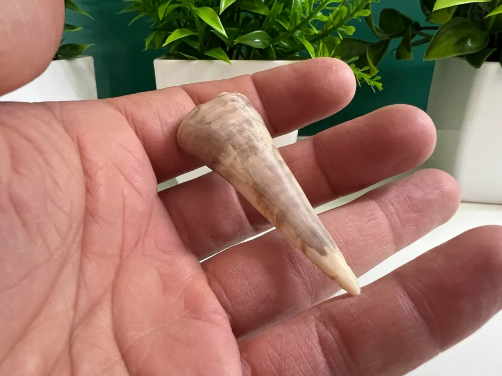 Sabre-Toothed Fish Tooth, a Prehistoric Predator by 3D-Print-World ...