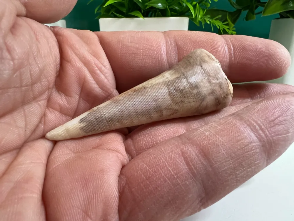 Sabre-Toothed Fish Tooth, a Prehistoric Predator by 3D-Print-World ...