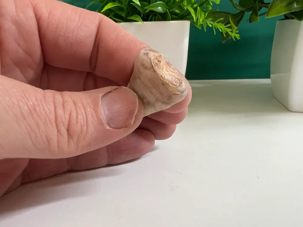 Sabre-Toothed Fish Tooth, a Prehistoric Predator by 3D-Print-World ...