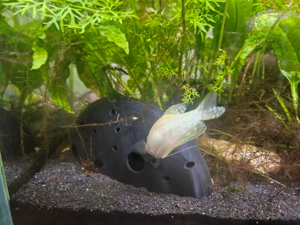 Aquarium hiding/spawn cave for shrimp & small fish by Dragos - MakerWorld