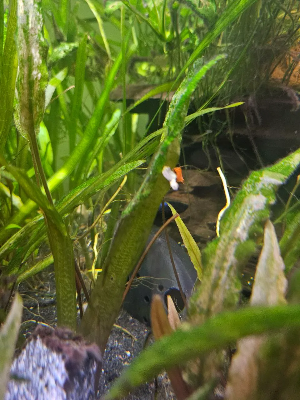 Aquarium hiding/spawn cave for shrimp & small fish by Dragos - MakerWorld