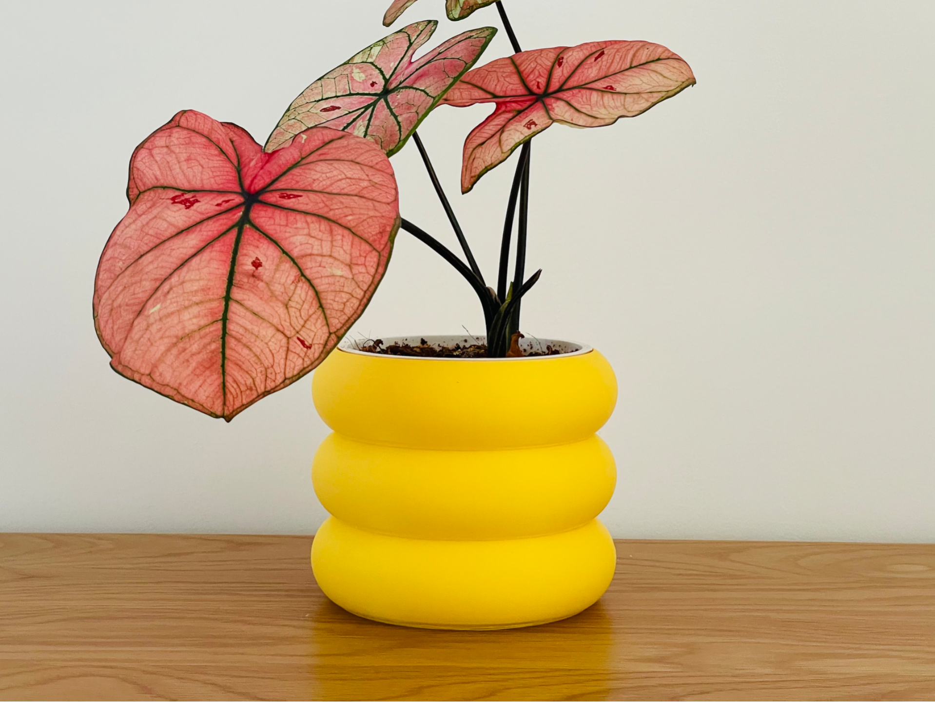 Circular Planter / Tray-Free Desktop Planter by JimmyKiddy MakerWorld ...