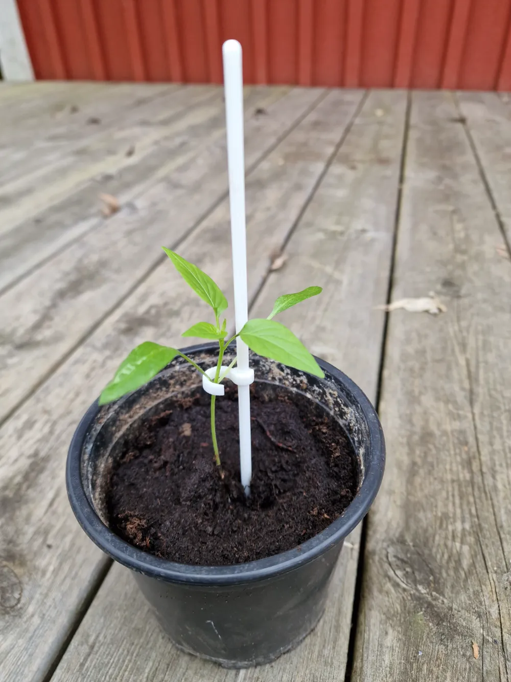 Plant Support Stick with Click-On Plant holder by Blondied MakerWorld ...