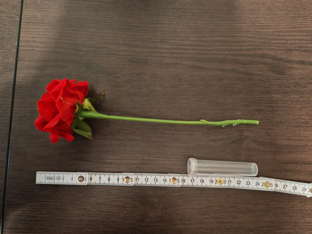 Enchanted Rose – Inspired by "Beauty and the Beast" - Free 3D Print ...