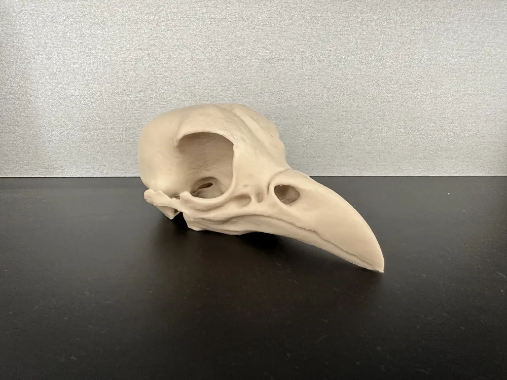 Raven skull - Free 3D Print Model - MakerWorld