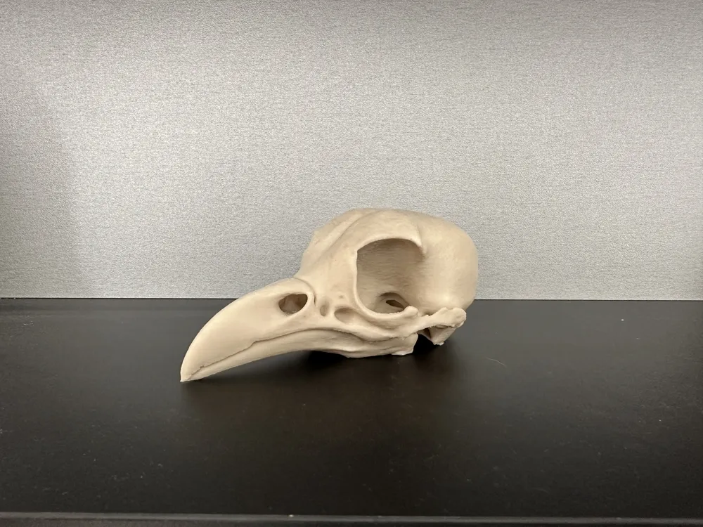 Raven skull - Free 3D Print Model - MakerWorld
