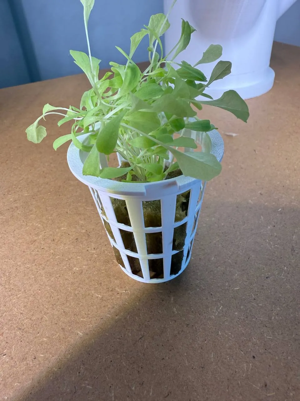 hydroponic mesh pot - Free 3D Print Model - MakerWorld