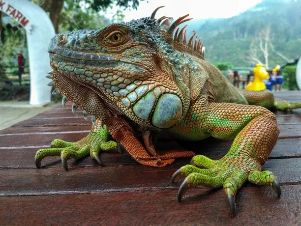 iguana legwan by gbartoszgMakerWorld: Download Free 3D Models