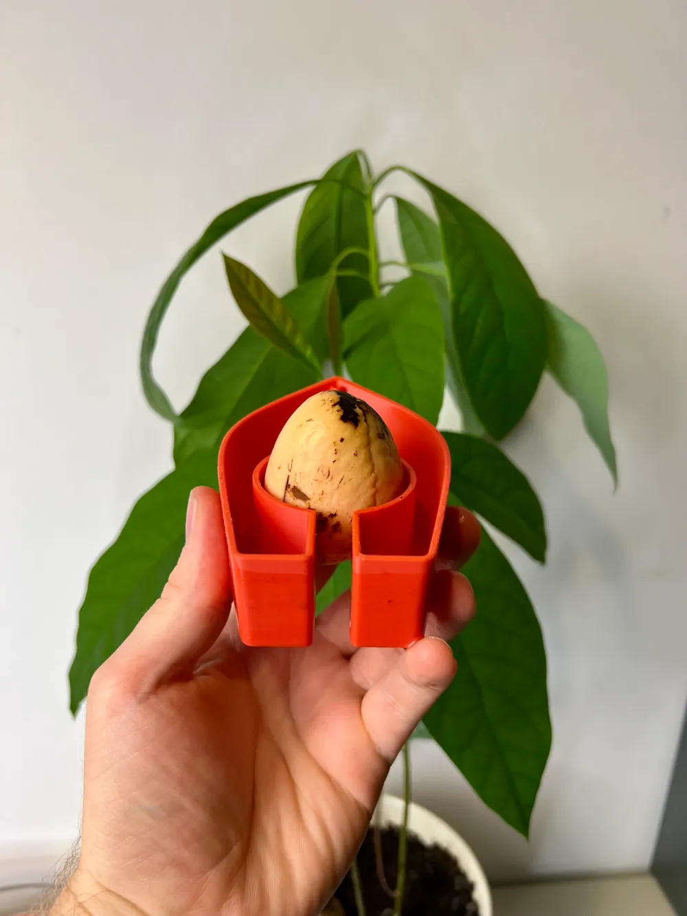 Avocado Boat 3.0 - Grow your own avocado tree! - Free 3D Print Model ...
