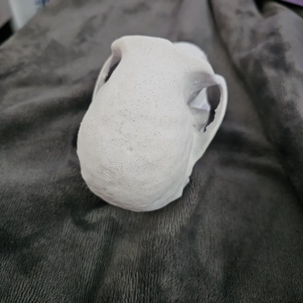 Australopithecus afarensis Cranium by nerdshedprojects MakerWorld ...