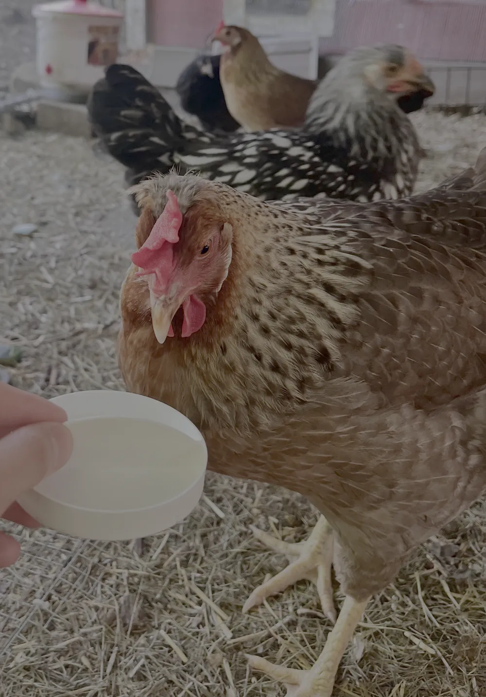 chicken feeder lid/cap - Free 3D Print Model - MakerWorld