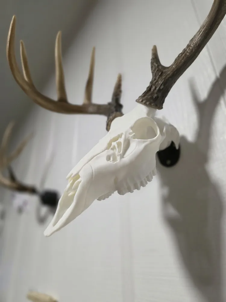 Ultra Realistic Deer Antler Mount Skull - Free 3D Print Model - MakerWorld