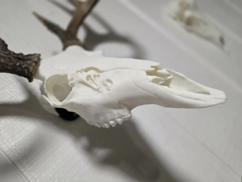 Ultra Realistic Deer Antler Mount Skull - Free 3D Print Model - MakerWorld