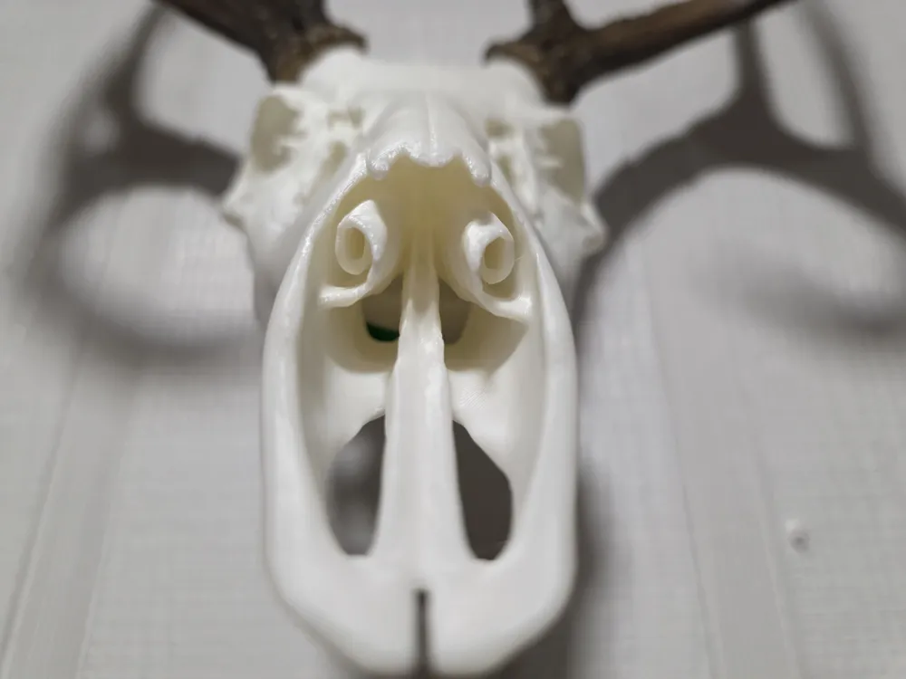 Ultra Realistic Deer Antler Mount Skull - Free 3D Print Model - MakerWorld