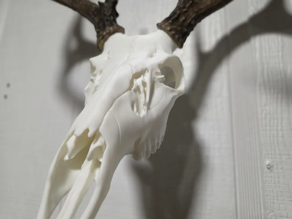 Ultra Realistic Deer Antler Mount Skull - Free 3D Print Model - MakerWorld