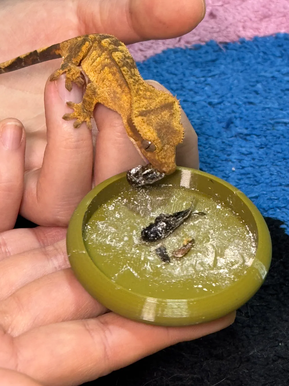 small water/food dish for crested gecko/reptile by papaya - MakerWorld
