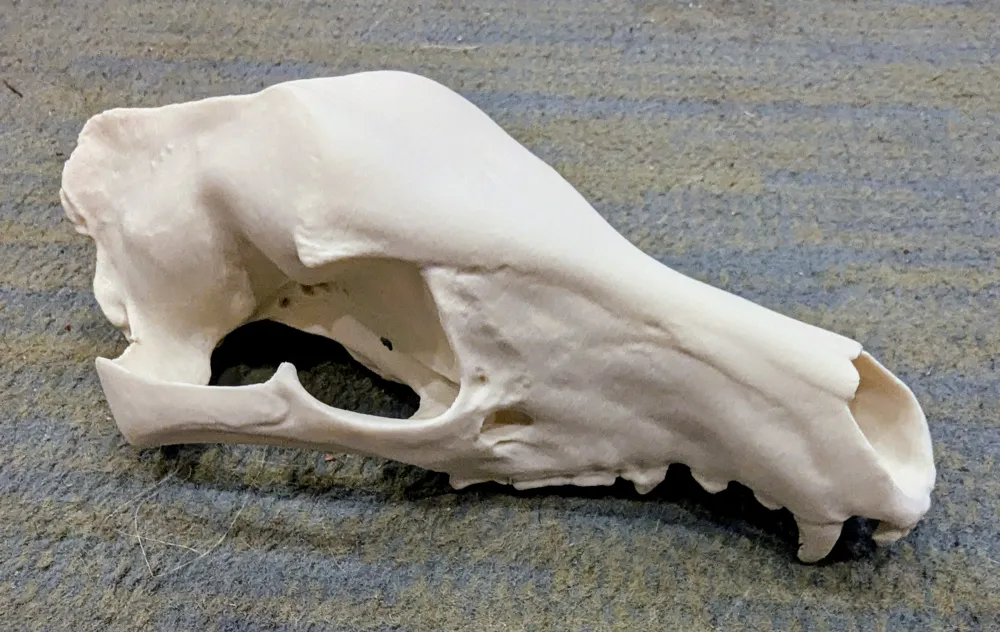 Thylacine Tasmanian Tiger Skull - Free 3D Print Model - MakerWorld
