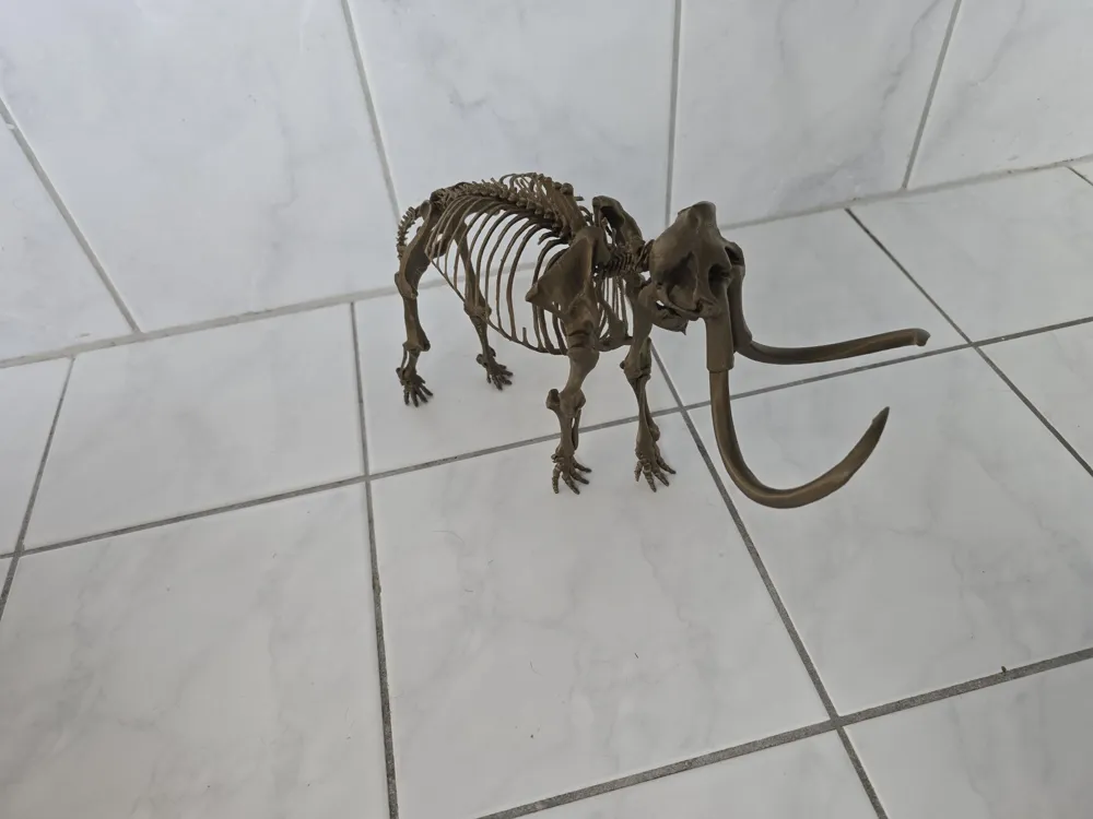 Mammuthus primigenius fossil model by user_2705684419 MakerWorld ...
