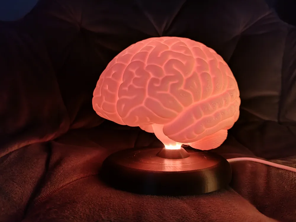 NeuroGlow – Anatomical Brain Lamp - Free 3D Print Model - MakerWorld
