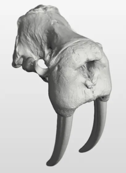 Walrus Skull by tc_217 MakerWorld: Download Free 3D Models