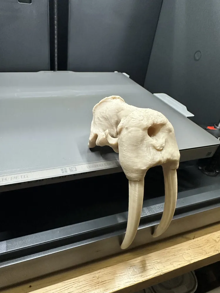 Walrus Skull by tc_217 MakerWorld: Download Free 3D Models