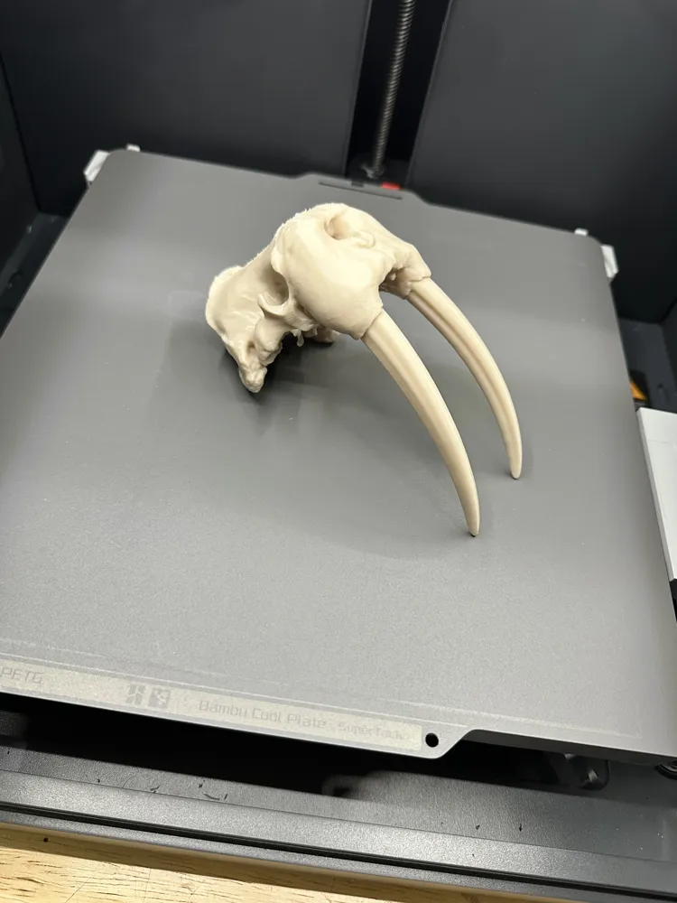 Walrus Skull by tc_217 MakerWorld: Download Free 3D Models