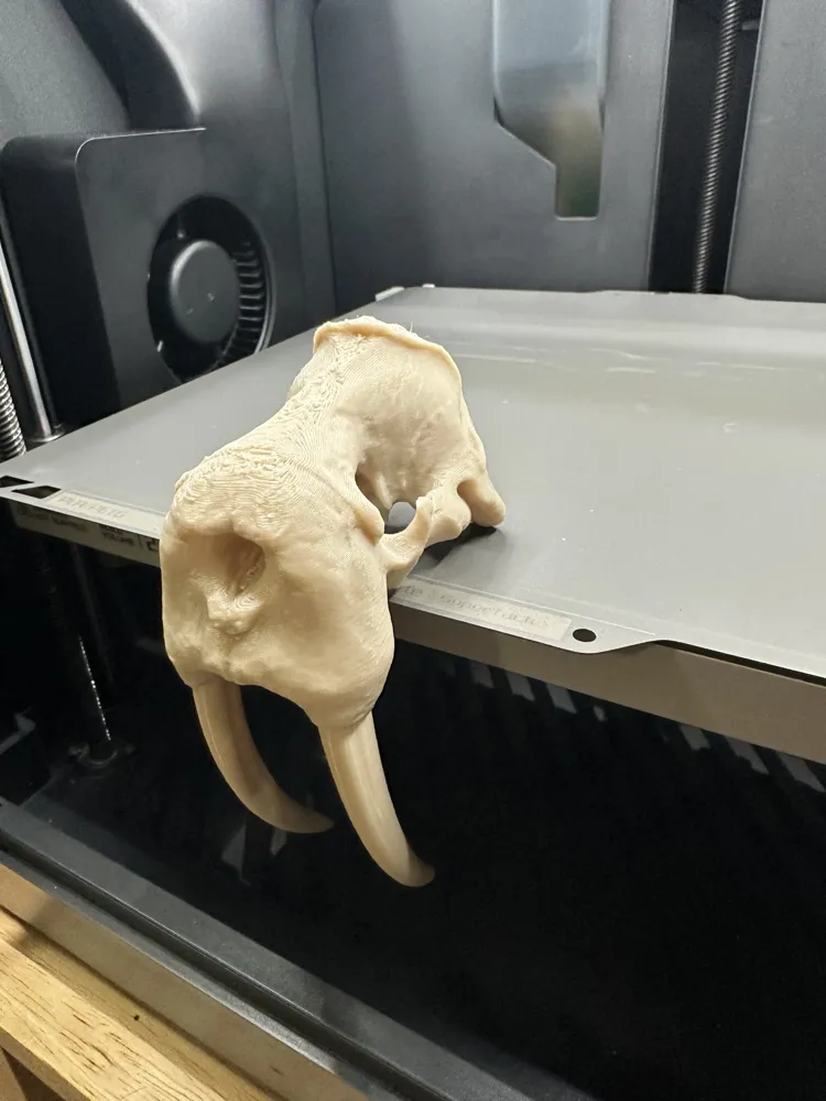 Walrus Skull - Free 3D Print Model - MakerWorld
