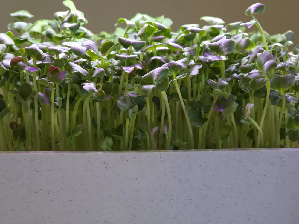 Smart Sprouts/Green Indoor Growing System - Free 3D Print Model ...