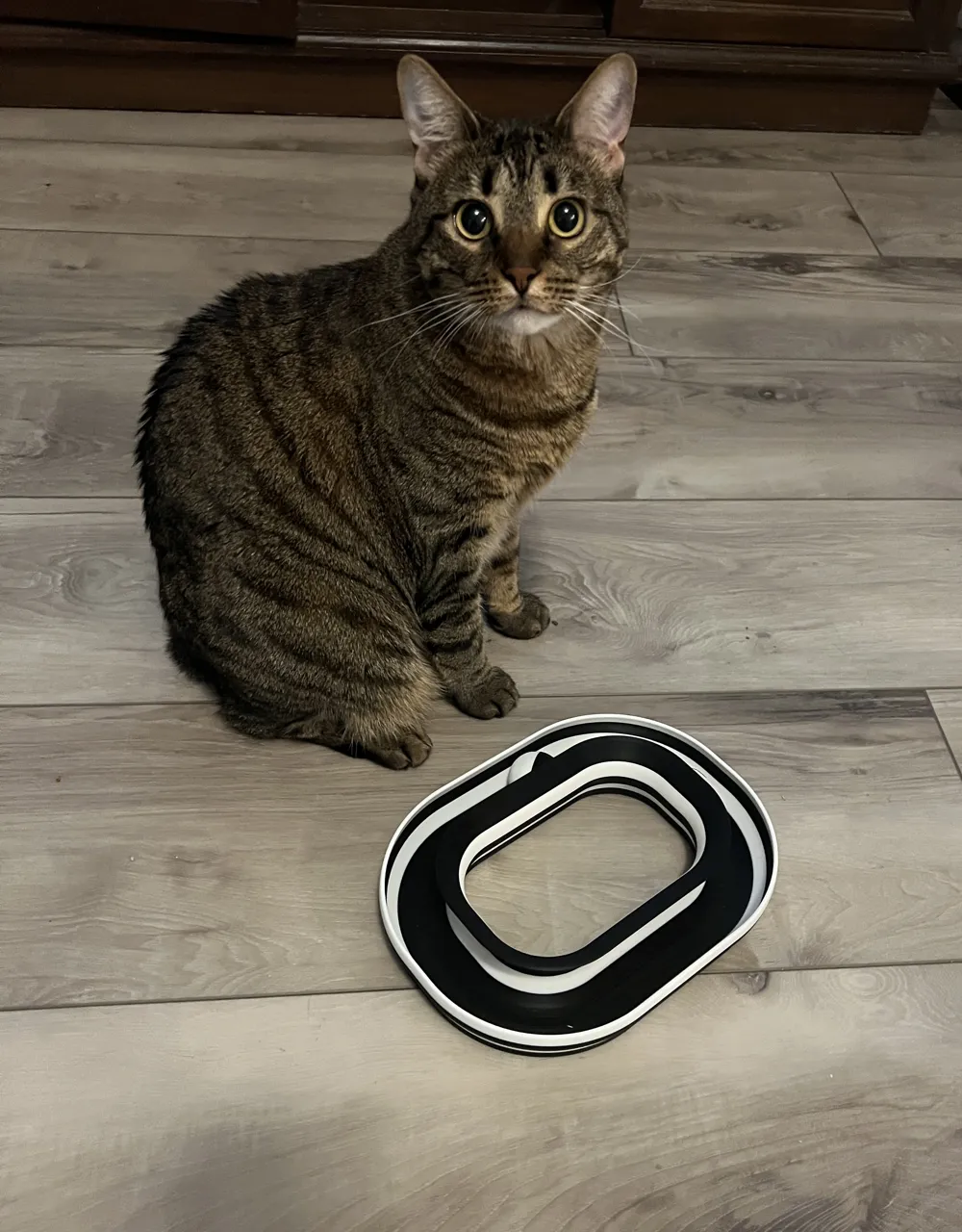 Infinity Ball Loop - Cat Toy - Free 3D Print Model - MakerWorld