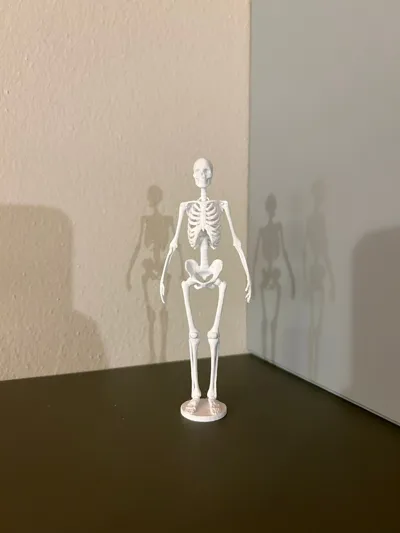 Bone Anatomy Of The Human Skeleton by Zorzet90 MakerWorld: Download ...