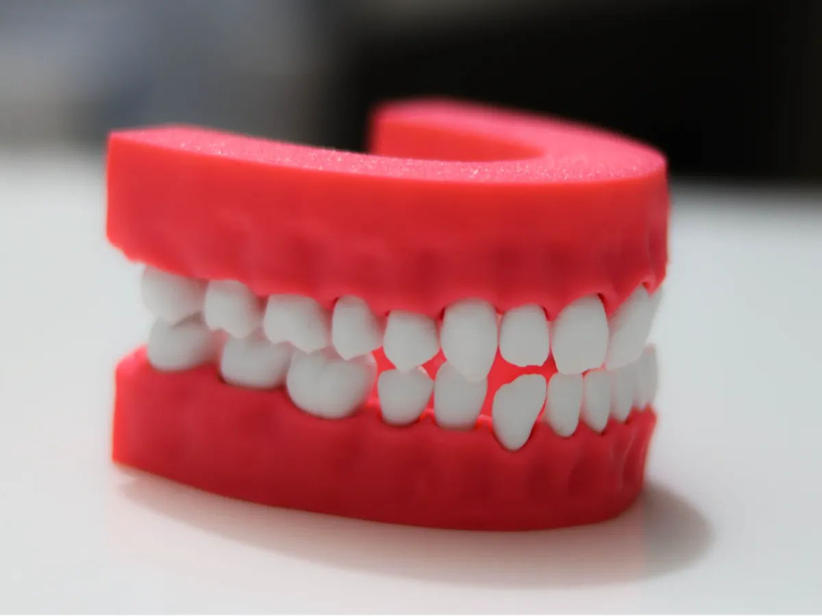 Dental Teaching Model - Free 3D Print Model - MakerWorld
