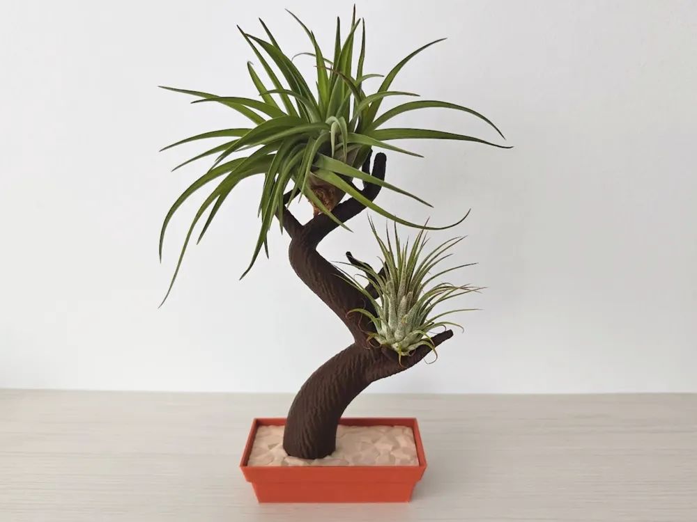 Bonsai-Luftpflanzenhalter – Kostenloses 3D-Druckmodell – MakerWorld