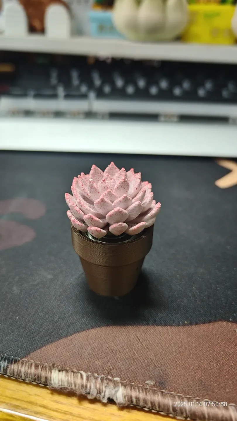 [Lucas Creations] Everlasting Bonsai Series 1 - Succulent Bonsai by ...