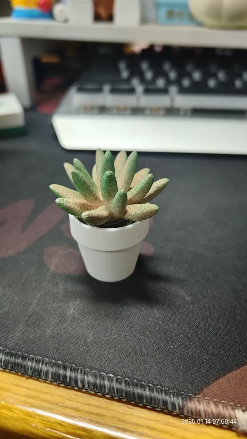 [Lucas Creations] Everlasting Bonsai Series 1 - Succulent Bonsai by ...