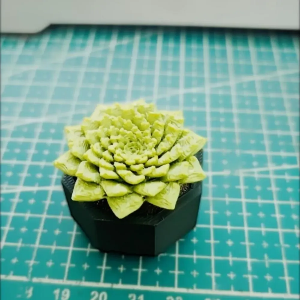 [Lucas Creations] Everlasting Bonsai Series 1 - Succulent Bonsai by ...
