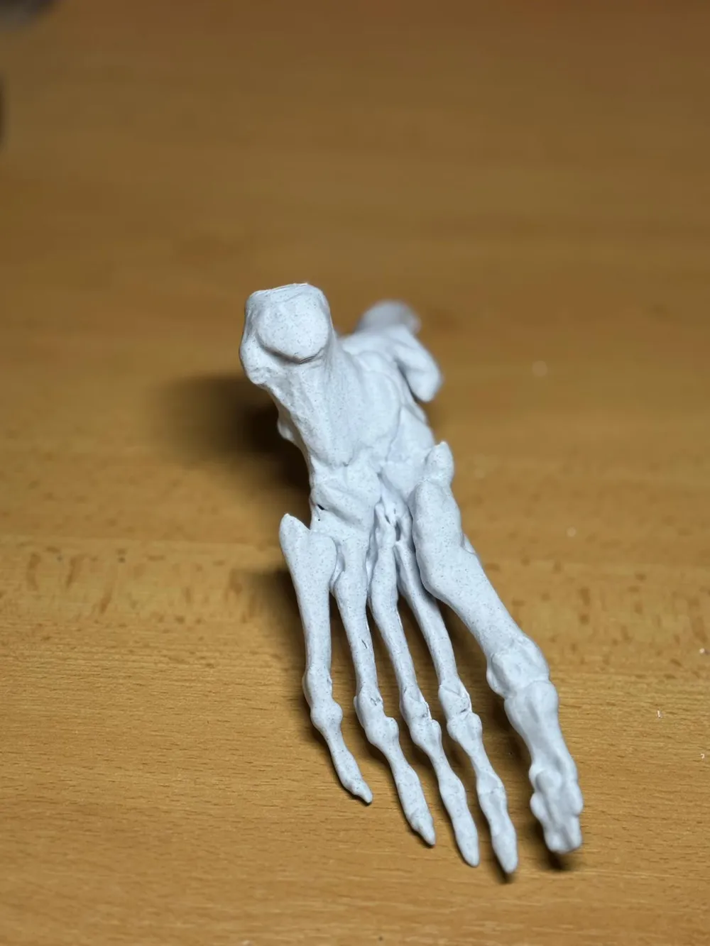 Human Foot Bone - Real MRI Scan - Free 3D Print Model - MakerWorld